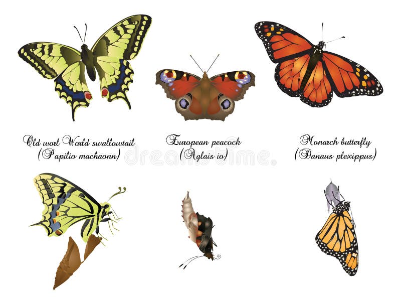 Amazing Nature Set - Birth of Butterfly Stock Illustration ...