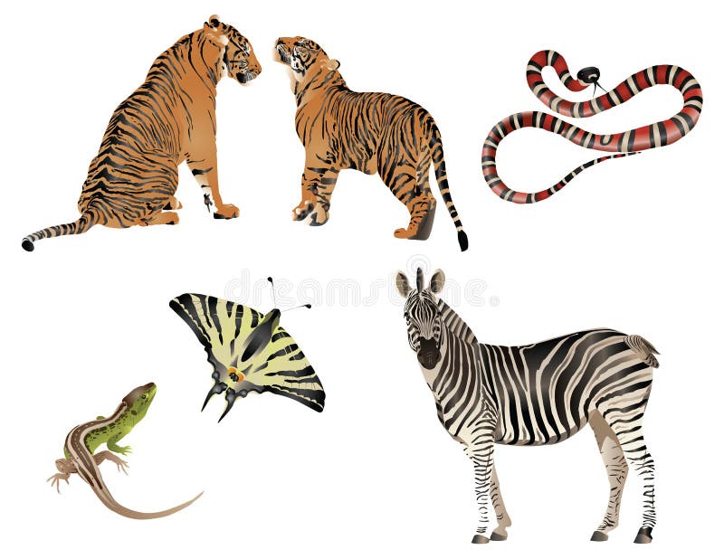 Amazing Nature Set - Dressed in Stripes Stock Illustration ...