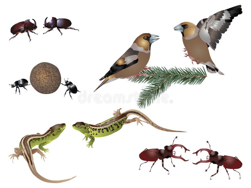 Amazing Nature Set - Rivals Stock Illustration - Illustration of ...