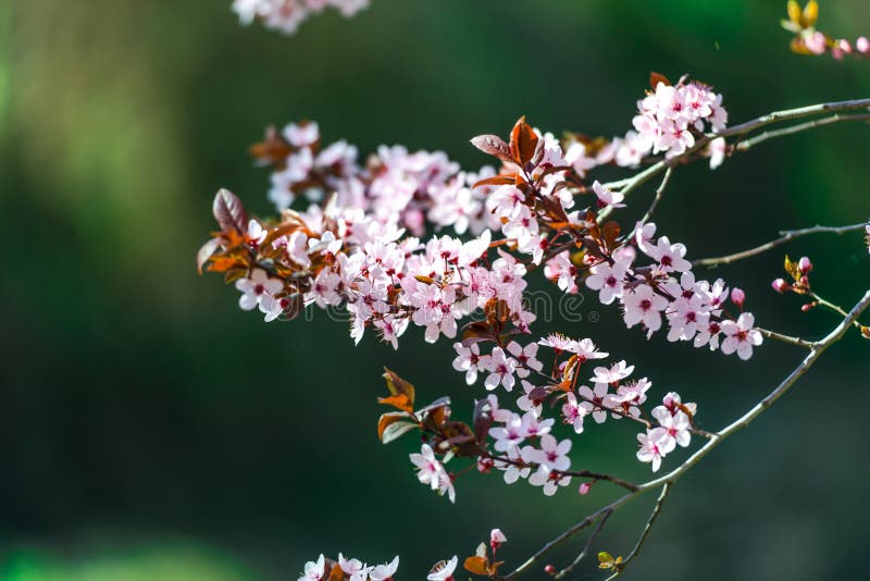 Beautiful Springtime Flowers View Stock Photo - Image of branch ...