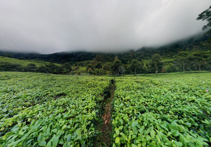Amazing Nature at Tea Plantation Stock Photo - Image of plantation ...