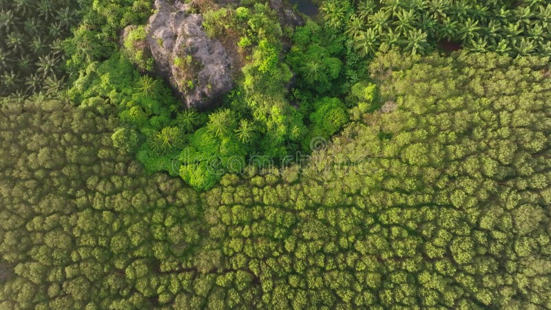 Amazing Nature Top View Trees Forest Background Stock Video - Video of ...