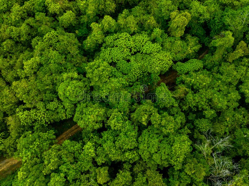 Amazing Nature Top View Trees Forest Background Stock Image - Image of ...