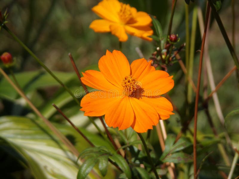 Amazing Orange Flowers with Perfect Depth Stock Photo - Image of nature ... Amazing Orange Flowers with Perfect Depth Stock Photo - Image of nature ...