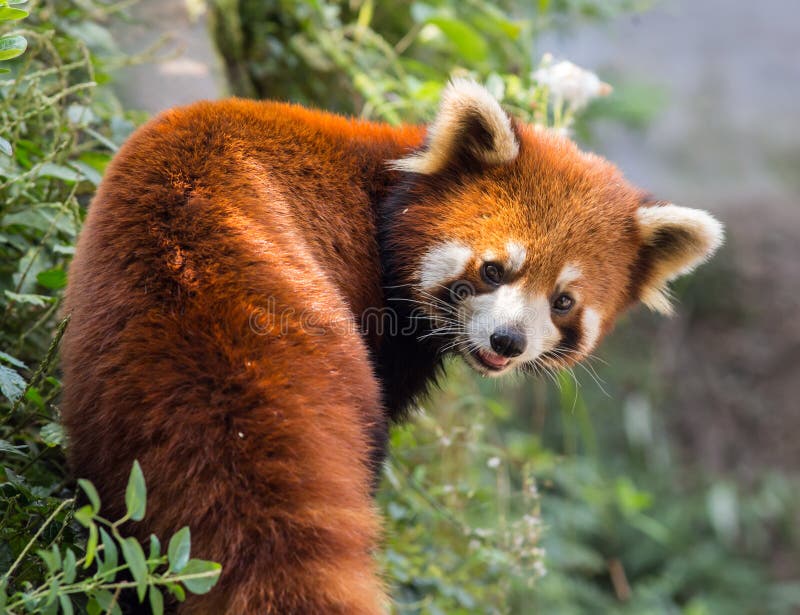 Amazing orange panda stock image. Image of outdoor, rare - 54846571