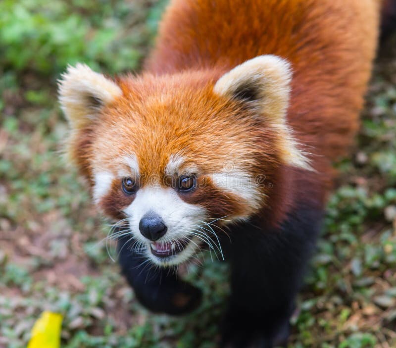 Amazing orange panda stock photo. Image of rare, ailurus - 54847810