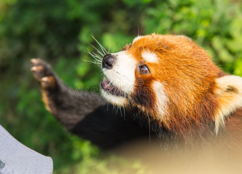 Amazing orange panda stock photo. Image of tropical, tree - 56226386
