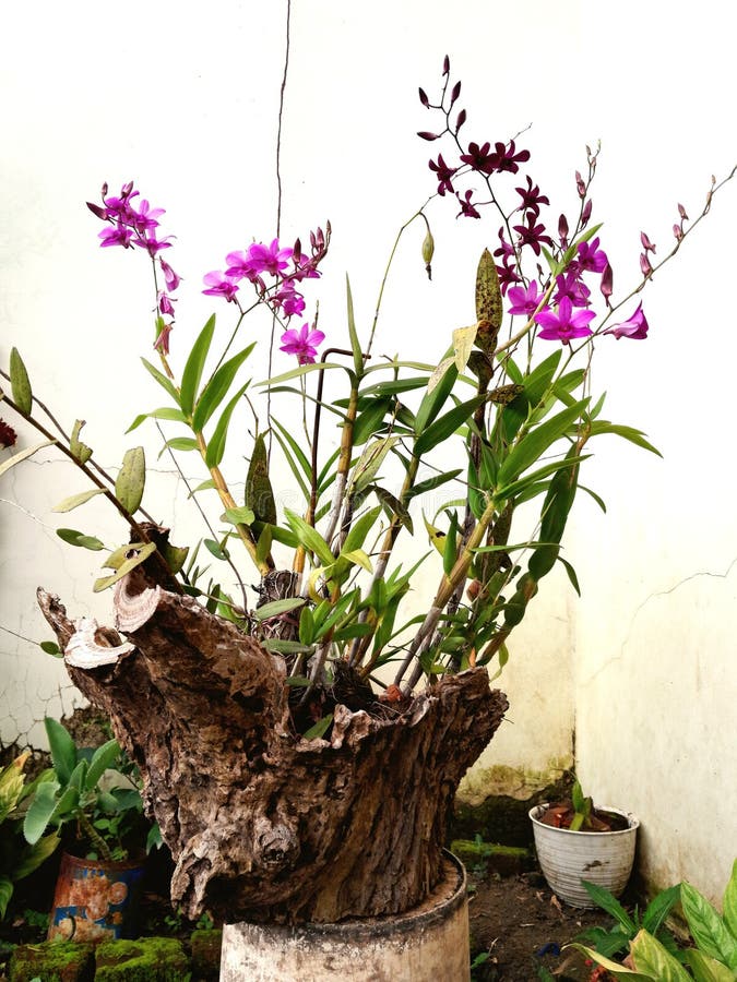 Amazing Orchid Flowers and Kapok Tree Roots Stock Image - Image of tree ...