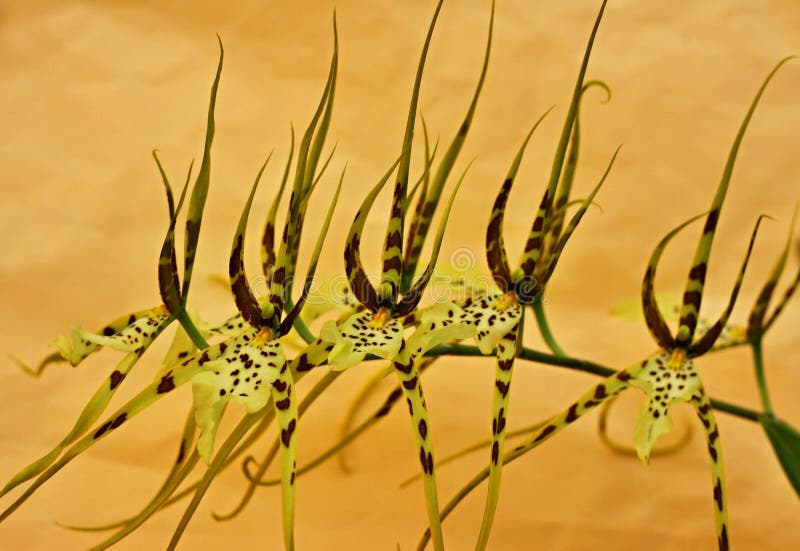 Amazing orchidea stock image. Image of macro, green, beauty - 43283997