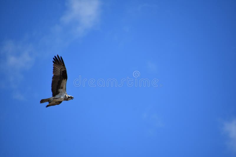 Osprey with Ruffled Feathers Extended in Flight Stock Image - Image of ...