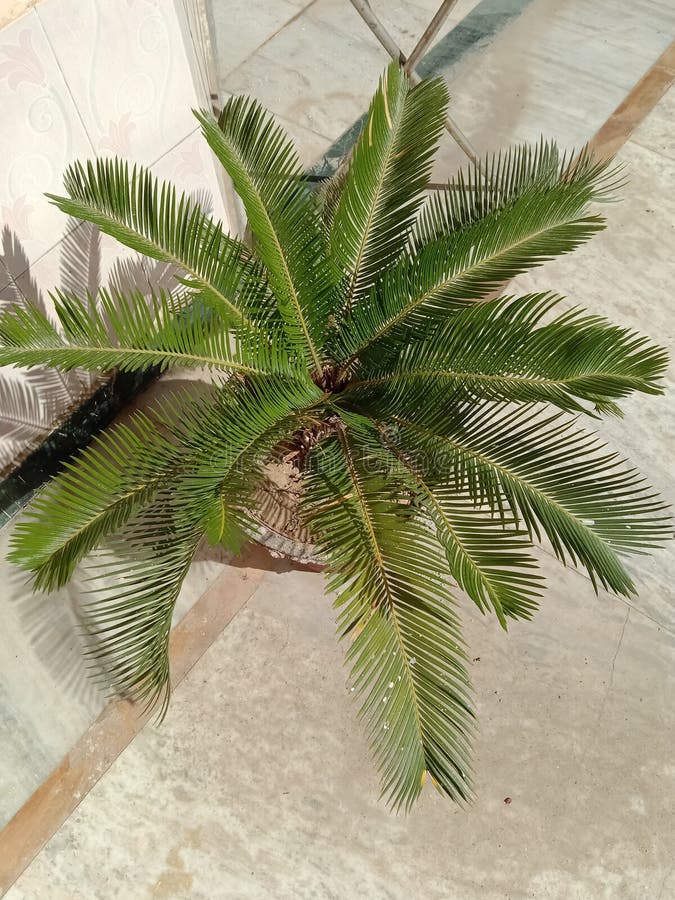 Amazing Palm Tree and Beautiful Cloud Structure Stock Photo - Image of ...