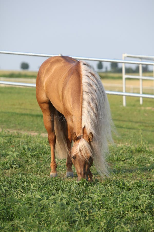 Amazing Palomino Quarter Horse with Long Mane Stock Image - Image of ...