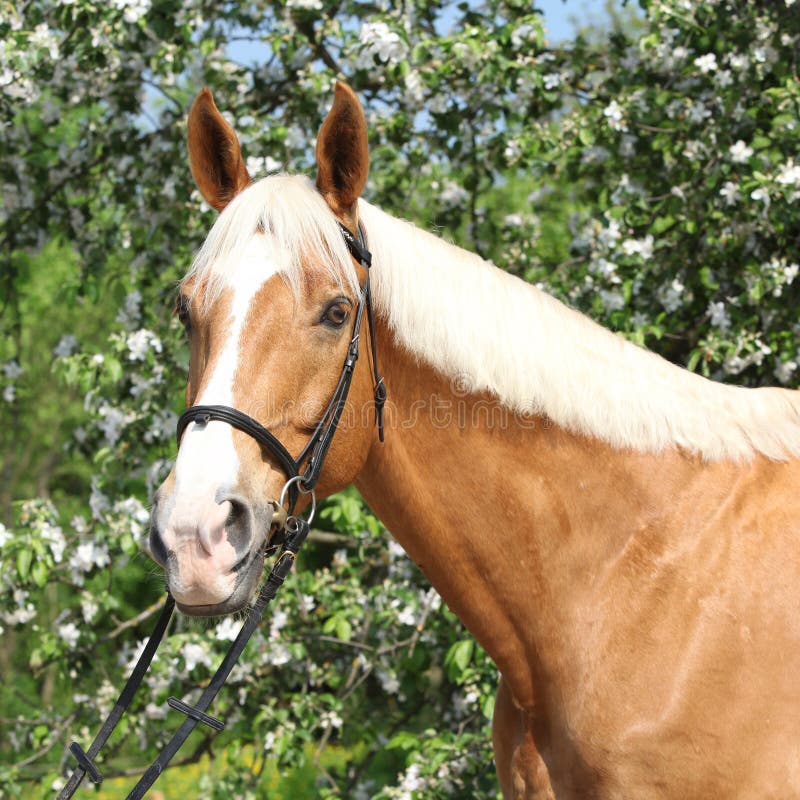 Amazing Palomino Warmblood in Spring Stock Image - Image of bridle ...