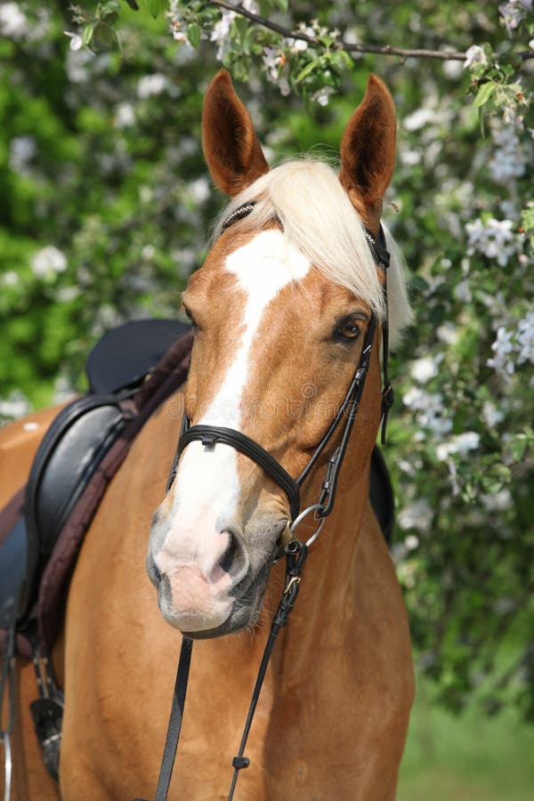 Amazing Palomino Warmblood in Spring Stock Image - Image of horse ...