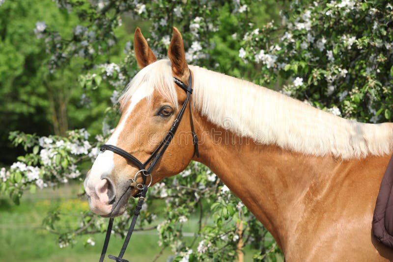 Amazing Palomino Warmblood in Spring Stock Photo - Image of resting ...