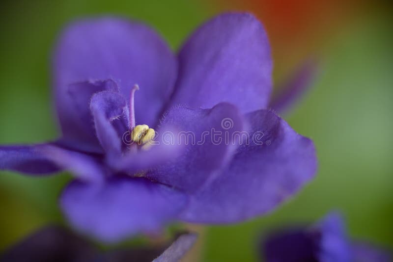 Amazing parma violets. stock image. Image of nature - 124626101