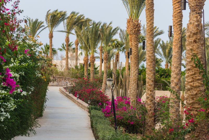Amazing Paths with Flowers and Palm Trees on Vacation in Marsa Alam ...