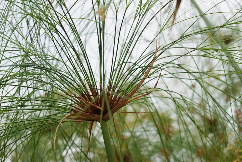 Close Up Egyptian Reed in the Swamp Stock Photo - Image of background ...