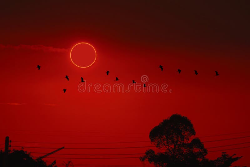 Amazing Phenomenon of Total Sun Eclipse Over Silhouette Birds Flying on ...
