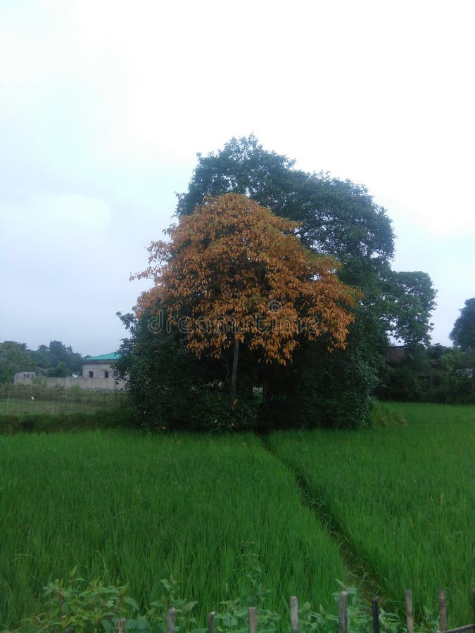 Amazing photo stock image. Image of assam, amazing, amezing - 122671461