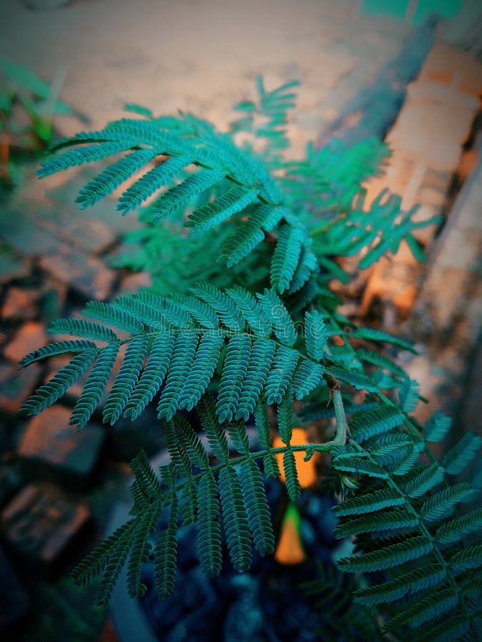 Amazing pic of shami plant stock image. Image of plan - 211446135