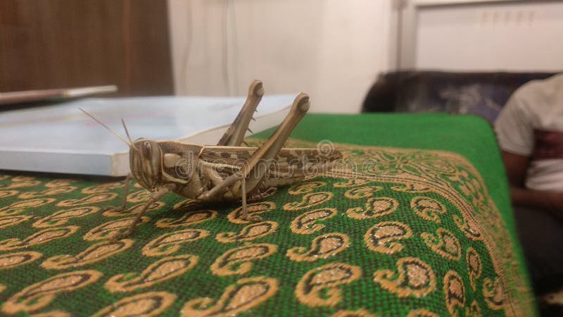 A amazing picture stock photo. Image of portrait, beautiful - 137713584