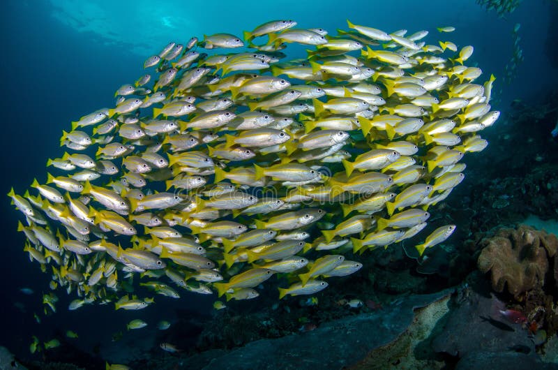 Amazing Picture of a Flock of Tropical Fish Stock Image - Image of ...