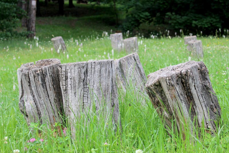 Tree Stump in the Bright Meadow Stock Image - Image of natural, nature ... Tree Stump in the Bright Meadow Stock Image - Image of natural, nature ...