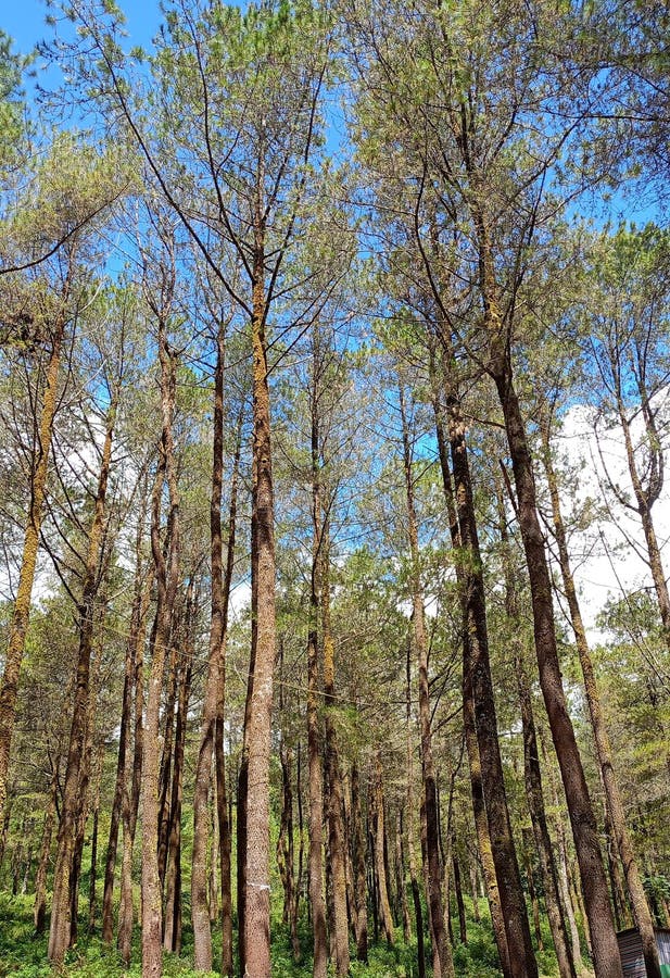 Amazing Pine Forrest for Camp at Lembanna, Malino Stock Image - Image ...
