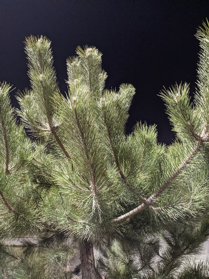 Amazing Pine Tree Branch View Stock Image - Image of evergreen, pine ...