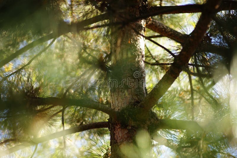 Amazing Pine Tree Closeup Branches with Magic Sunlight. Stock Photo ...