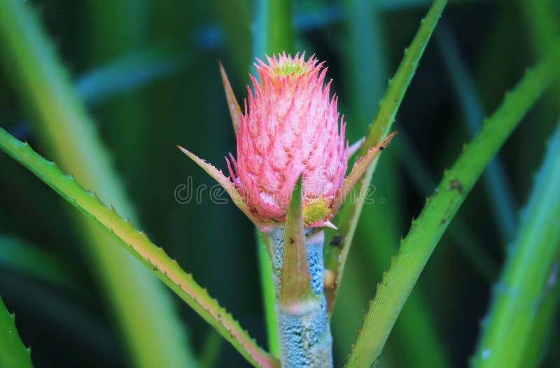Pineapple Flower (Ananas Comosus) Growing in the Garden Stock Photo ...