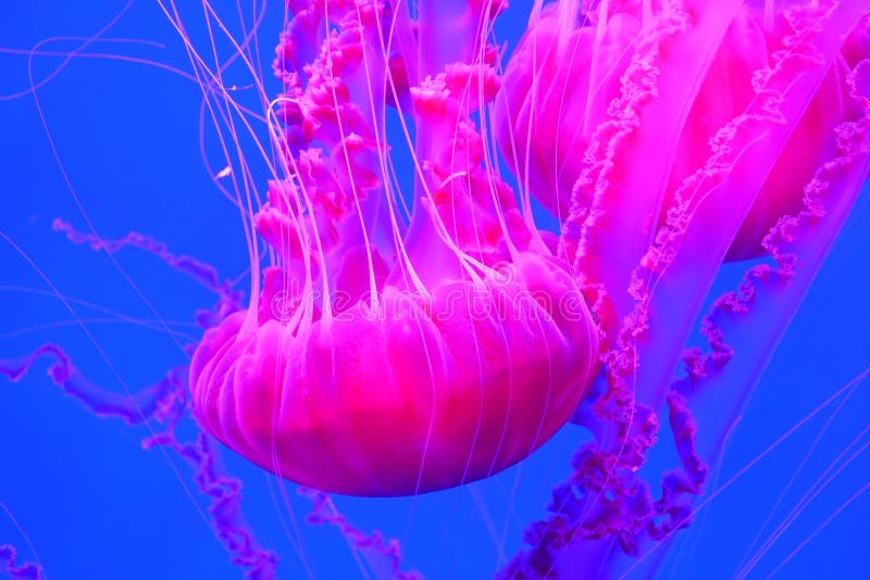 Pink Medusa Swims Underwater Stock Image - Image of beast, oceanography ...