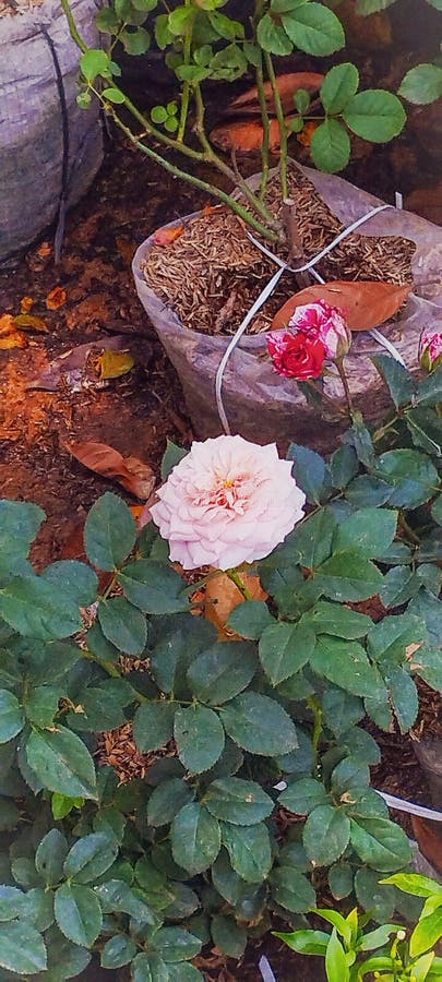 Amazing Pink Rose Flower Part Three Stock Photo - Image of rose ...