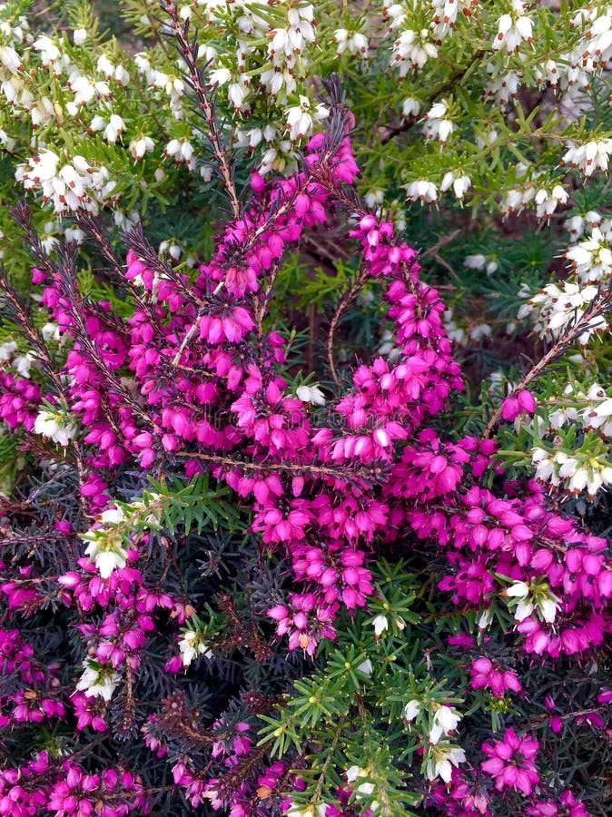 Amazing plant stock photo. Image of garden, amazing - 113881638