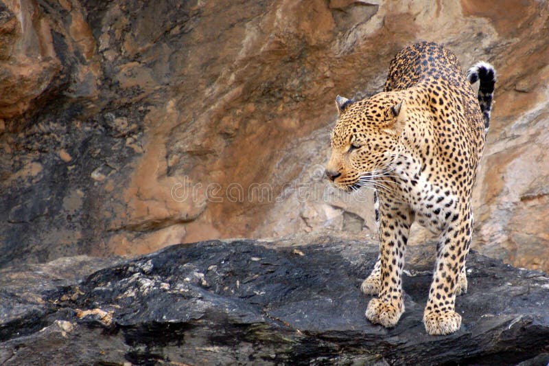 Amazing and Proud Leopard in Namibia Stock Image - Image of etosha ...