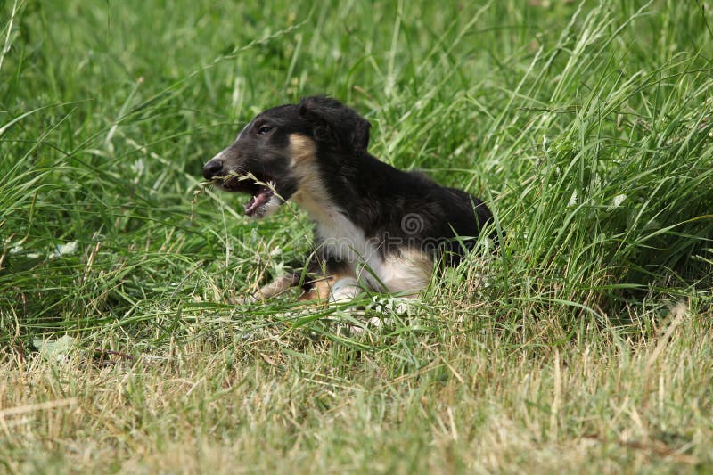 Amazing Puppy of Borzoi Lying in the Grass Stock Image - Image of ...