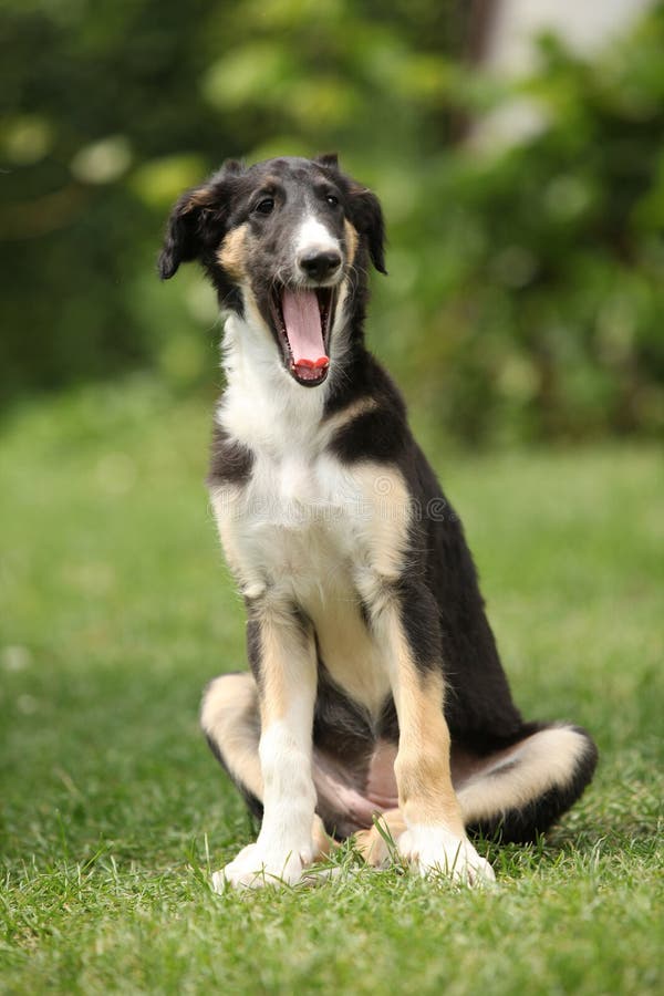 Amazing Puppy of Borzoi Sitting on the Grass Stock Image - Image of ...