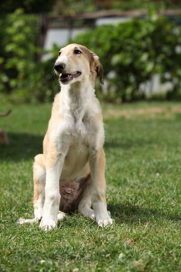 Amazing Puppy of Borzoi Sitting on the Grass Stock Image - Image of ...