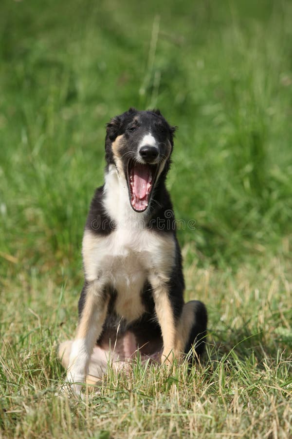 Amazing Puppy of Borzoi Sitting on the Grass Stock Image - Image of ...