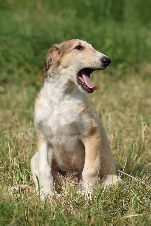 Amazing Puppy of Borzoi Sitting on the Grass Stock Photo - Image of ...