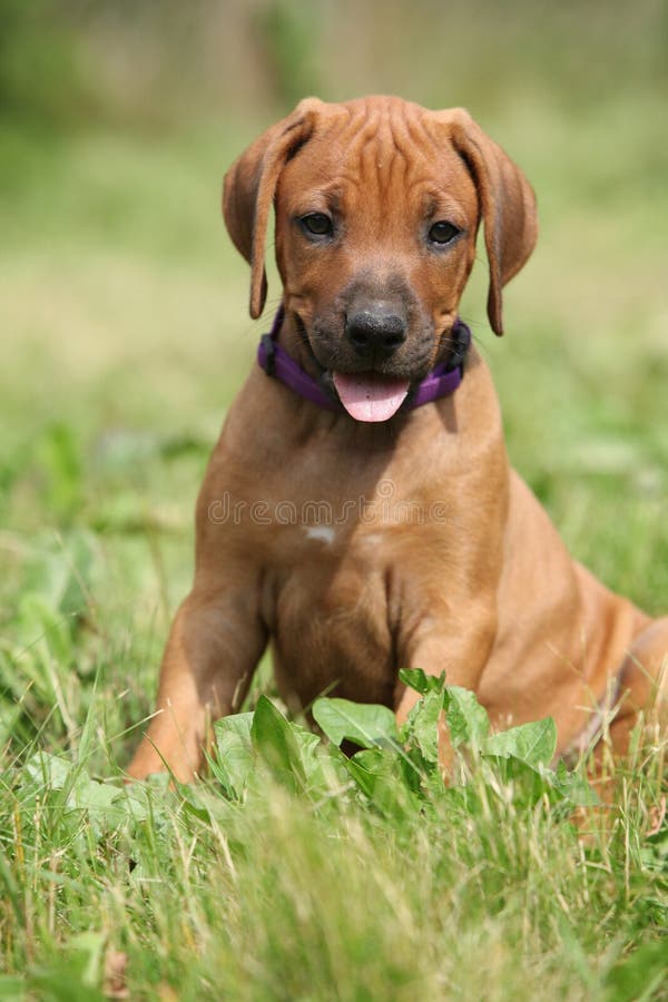 Amazing Puppy of Rhodesian Ridgeback in the Garden Stock Image - Image ...