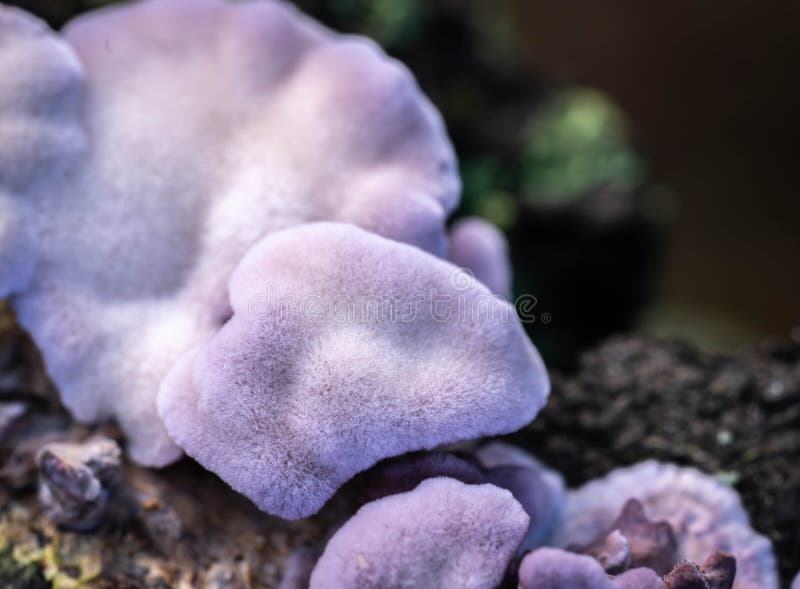 Amazing Purple Fluffy Mushroom on a Stump Stock Image - Image of ...