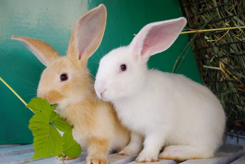 Cute Rabbits Jestering Raspberry Leaf Stock Image - Image of fluffy ...