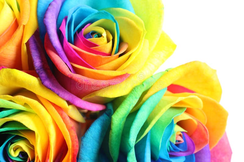 Amazing Rainbow Rose Flowers Stock Image - Image of celebration ...