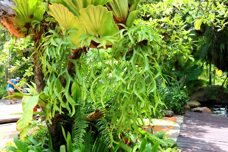 Amazing Rainforest Plants Leafy Background Stock Photo - Image of ...