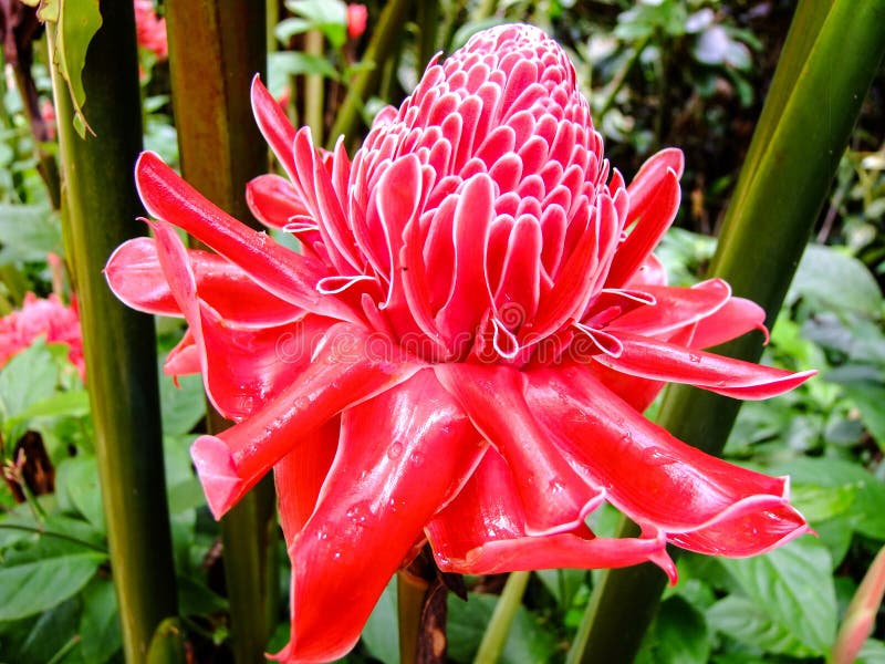 Amazing Red Flower of the Philippines Stock Photo - Image of ...