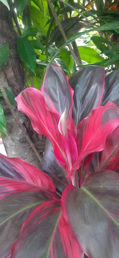 Amazing Red hanjuang stock image. Image of aglonemaflowers - 242559053