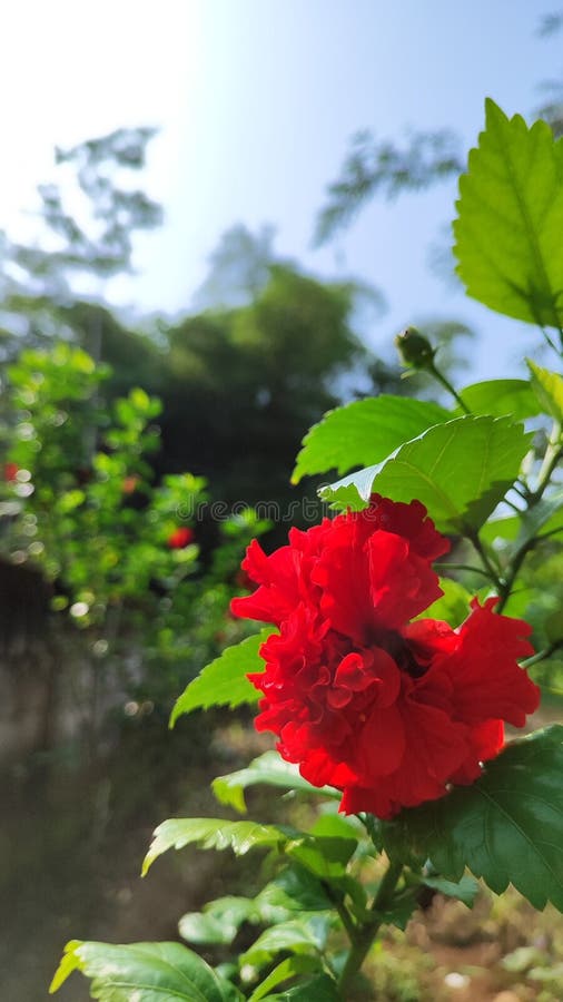 Amazing Red Hibiscus with More Flower Crown Stock Photo - Image of rose ...