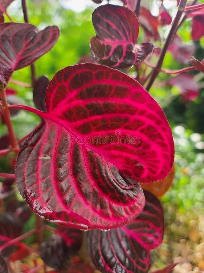 An Amazing Red Plants in Sri Lanka. Stock Photo - Image of lanka ...